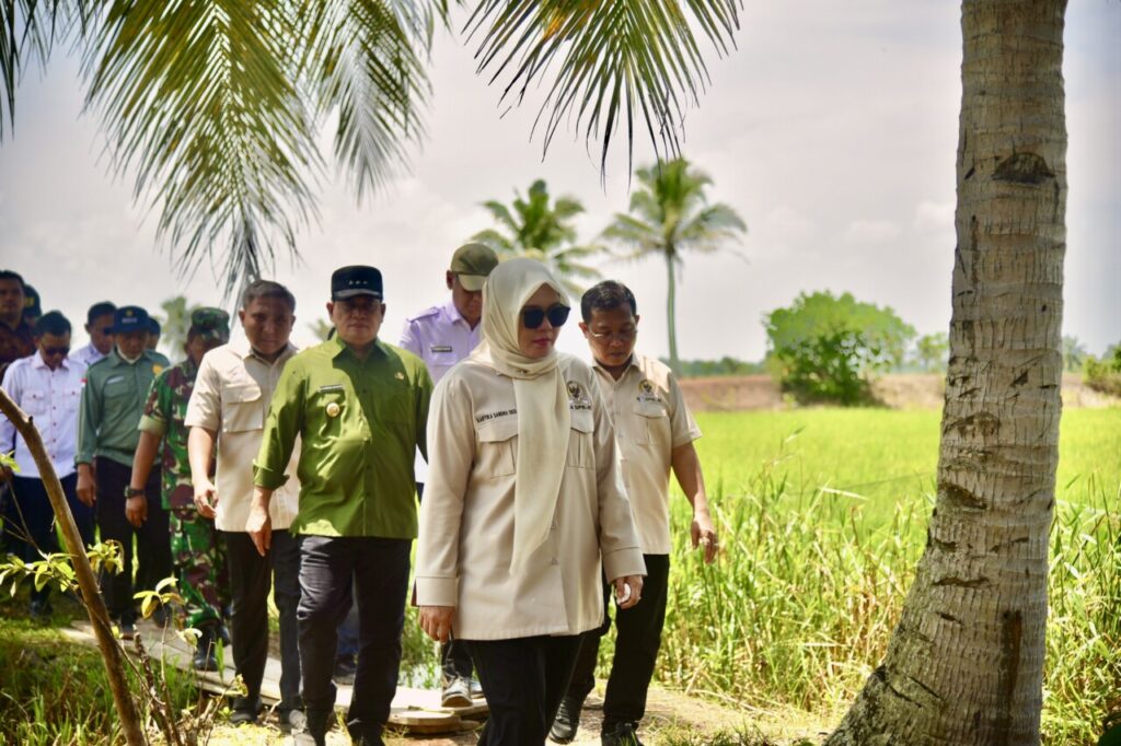 Legislator Apresiasi Kemajuan Pertanian Banyuasin dari Rawa ke Lumbung ...
